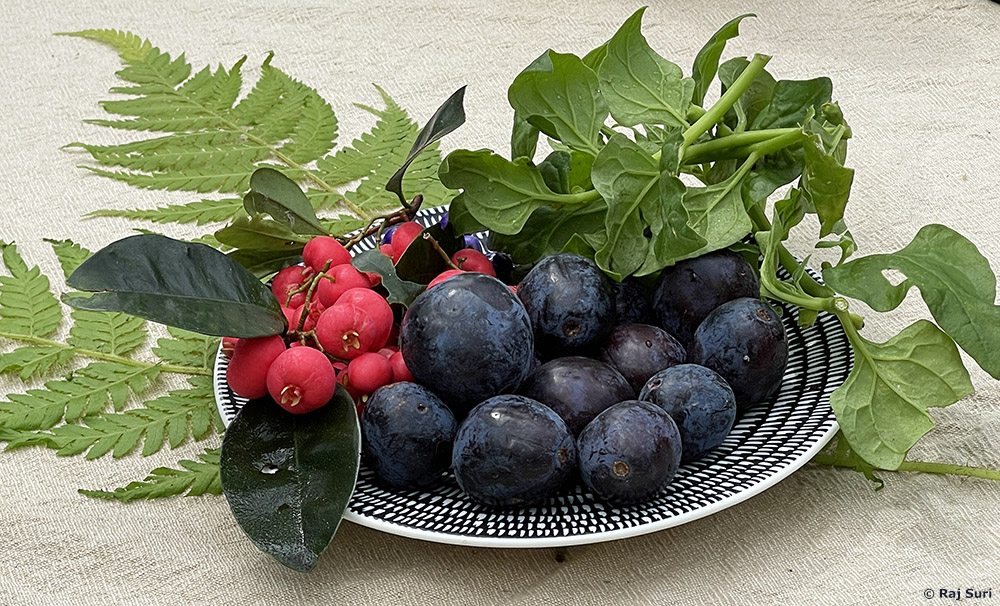 Aboriginal Bush Tucker – Australia’s “newest” Food Trend – Foreign ...