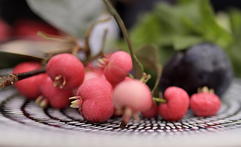Aboriginal Bush Tucker – Australia’s “newest” Food Trend – Foreign ...